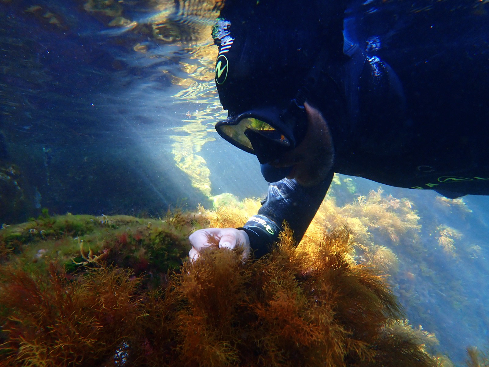 Who cares about algae? - MARE-Madeira